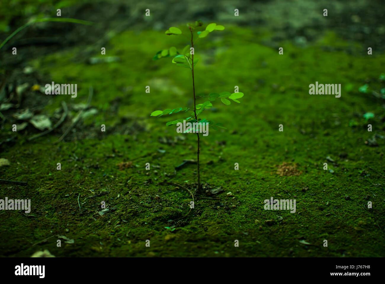 Small plant isolated Stock Photo - Alamy