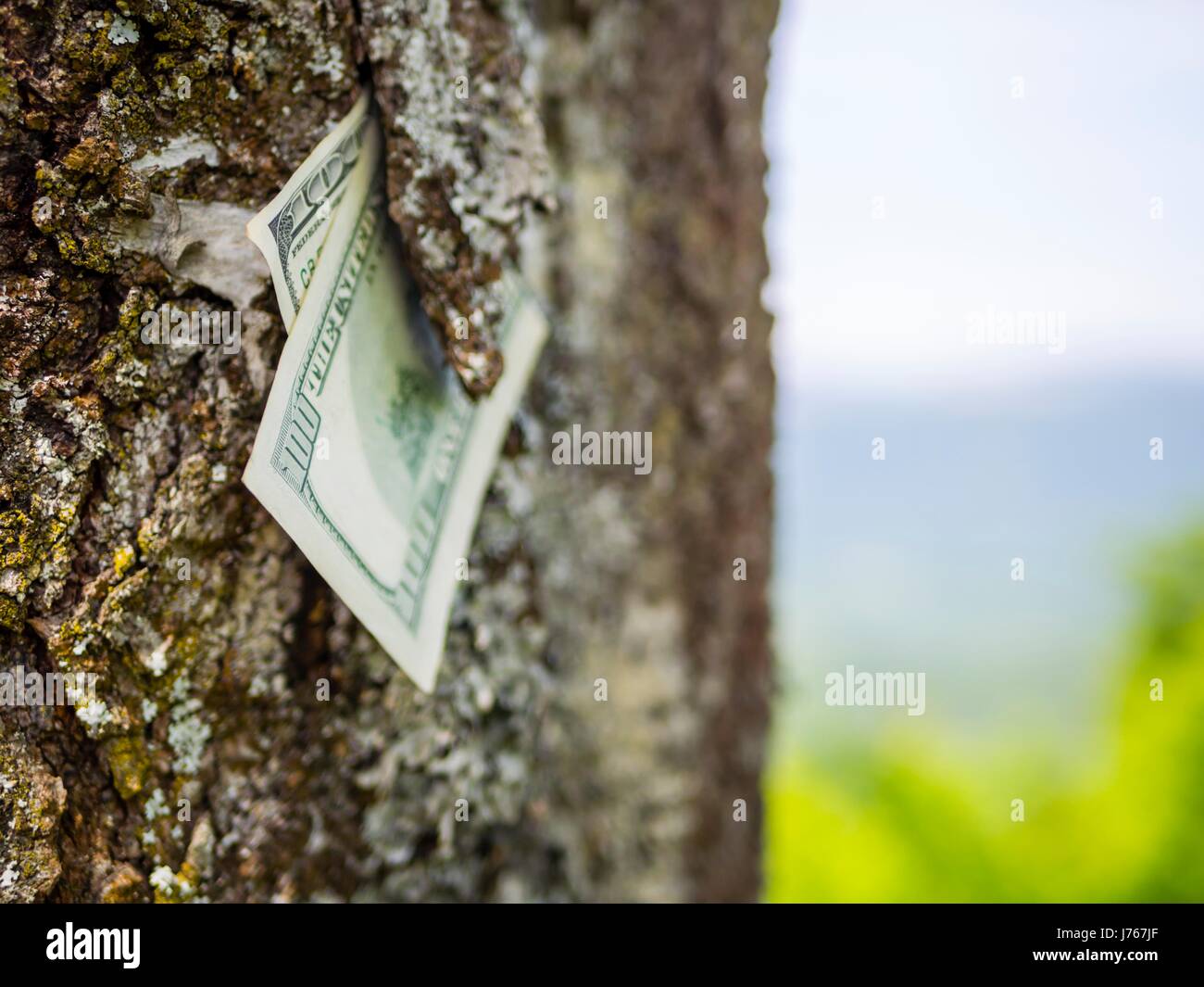 Commercial valuable tree hi-res stock photography and images - Alamy