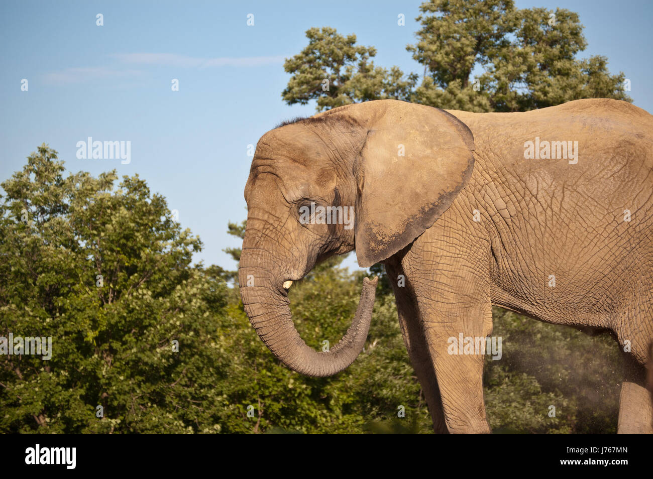 mammal elephant nature trunk closeup animal mammal elephant dust ...