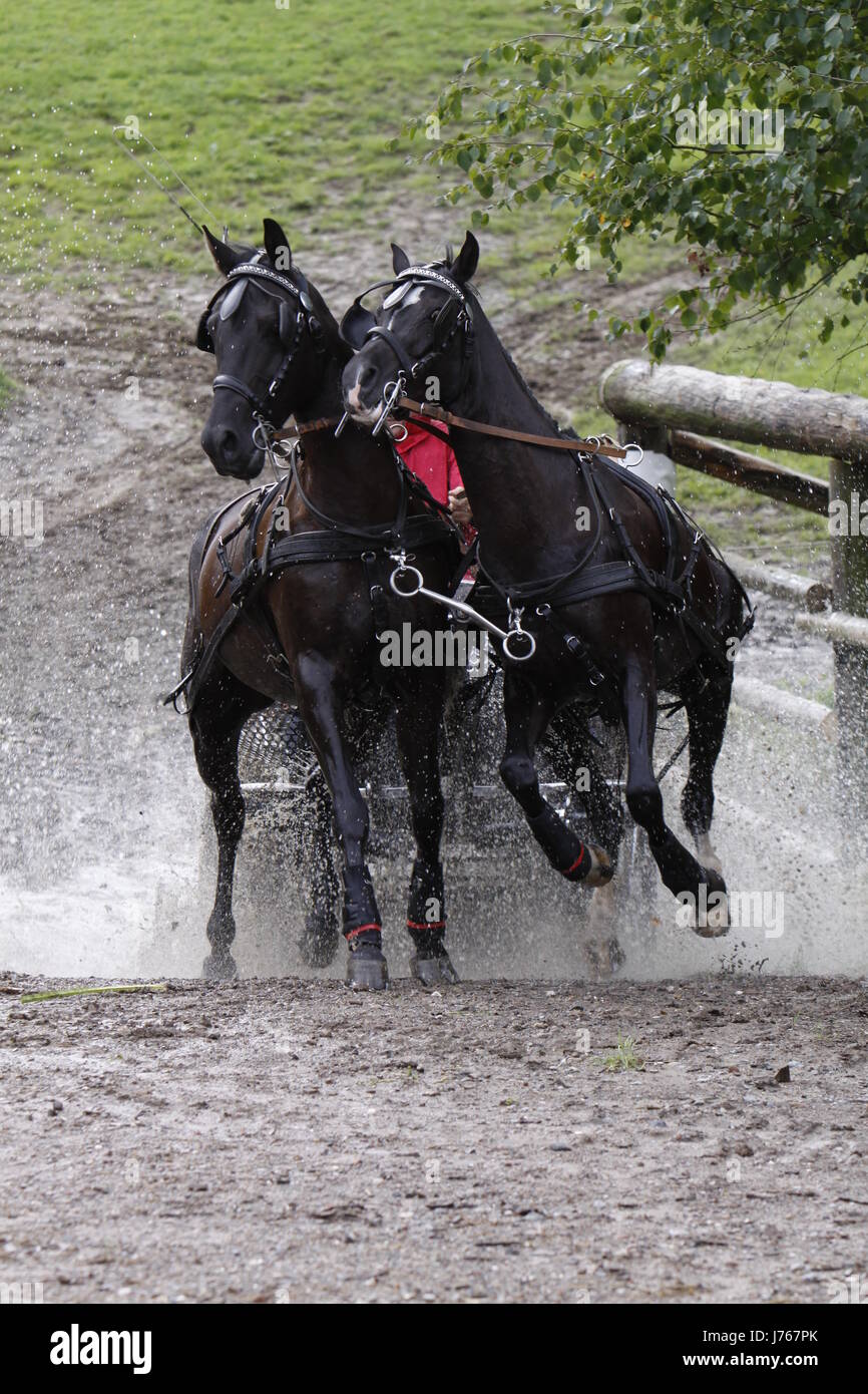 pairs in a driving competition Stock Photo - Alamy