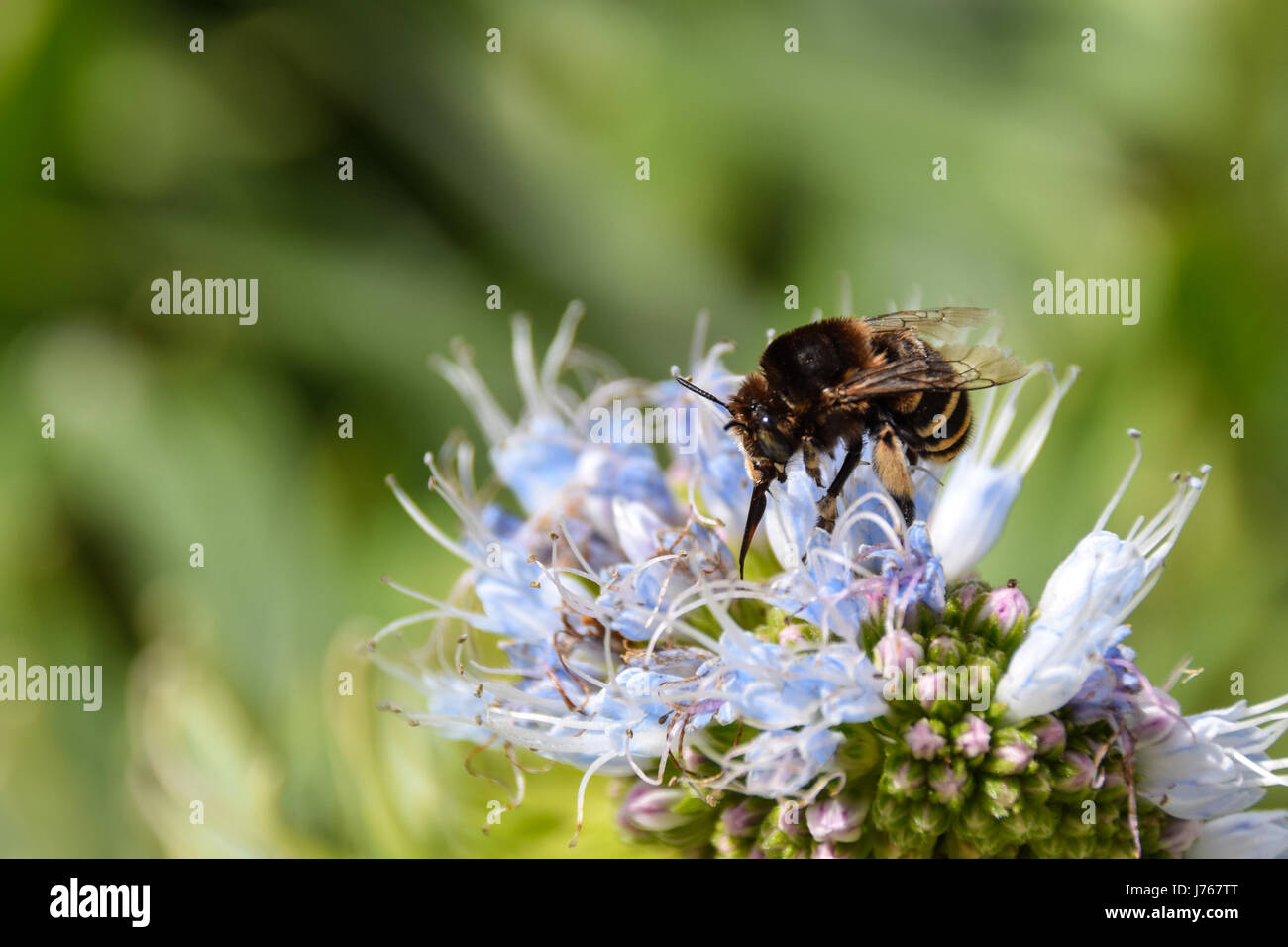 Banded bee collecting pollen from Echium flower, Porto Santo Island off ...