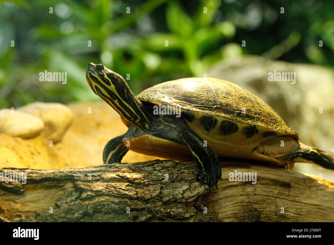 swamp turtles terrapin terrapins turtle tortoise legs macro close-up ...