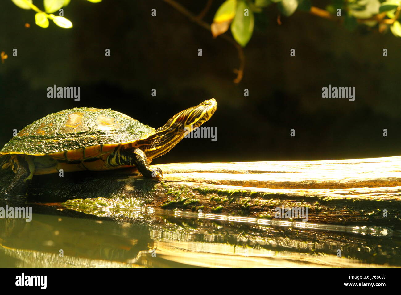swamp turtles terrapin terrapins turtle tortoise legs macro close-up ...