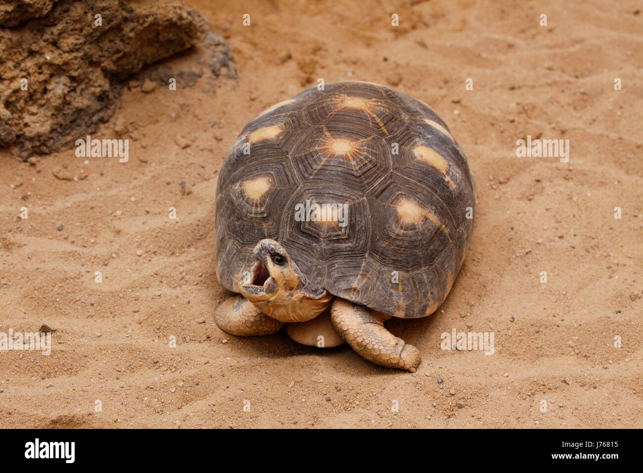 Panzertier hi-res stock photography and images - Alamy