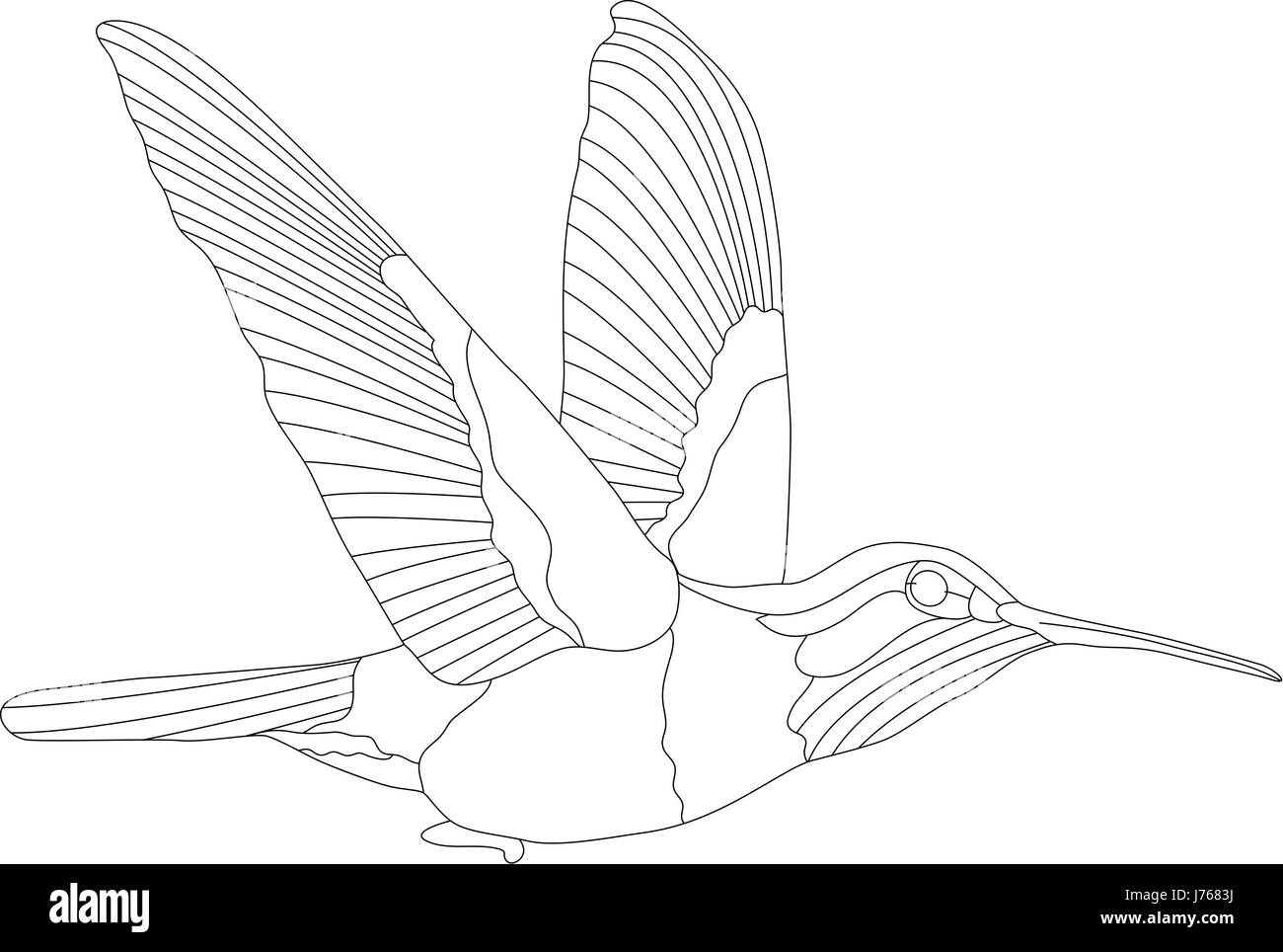 colour illustration paint hummingbird draw art isolated flight graphic ...