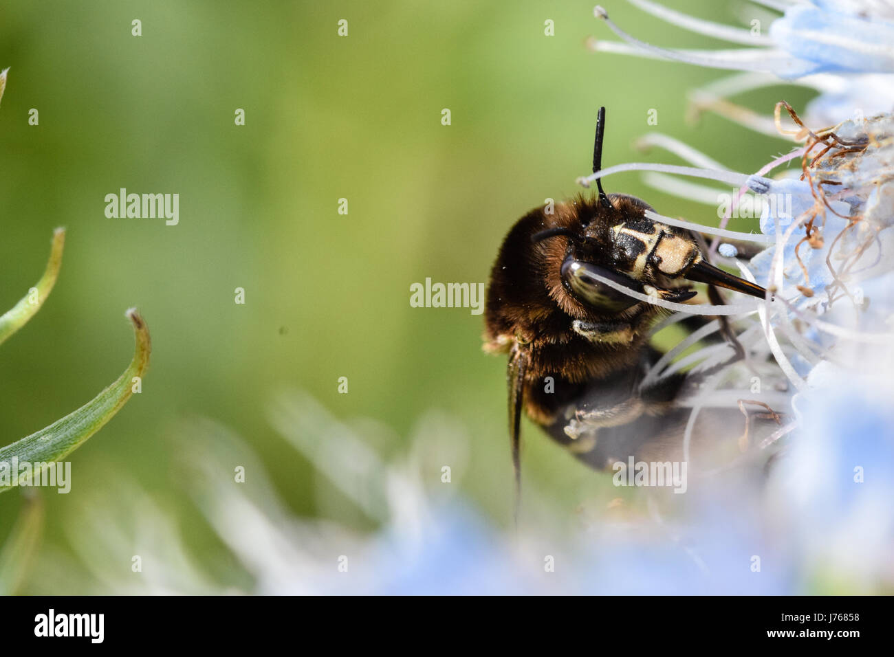 Banded bee collecting pollen from Echium flower, Porto Santo Island off ...