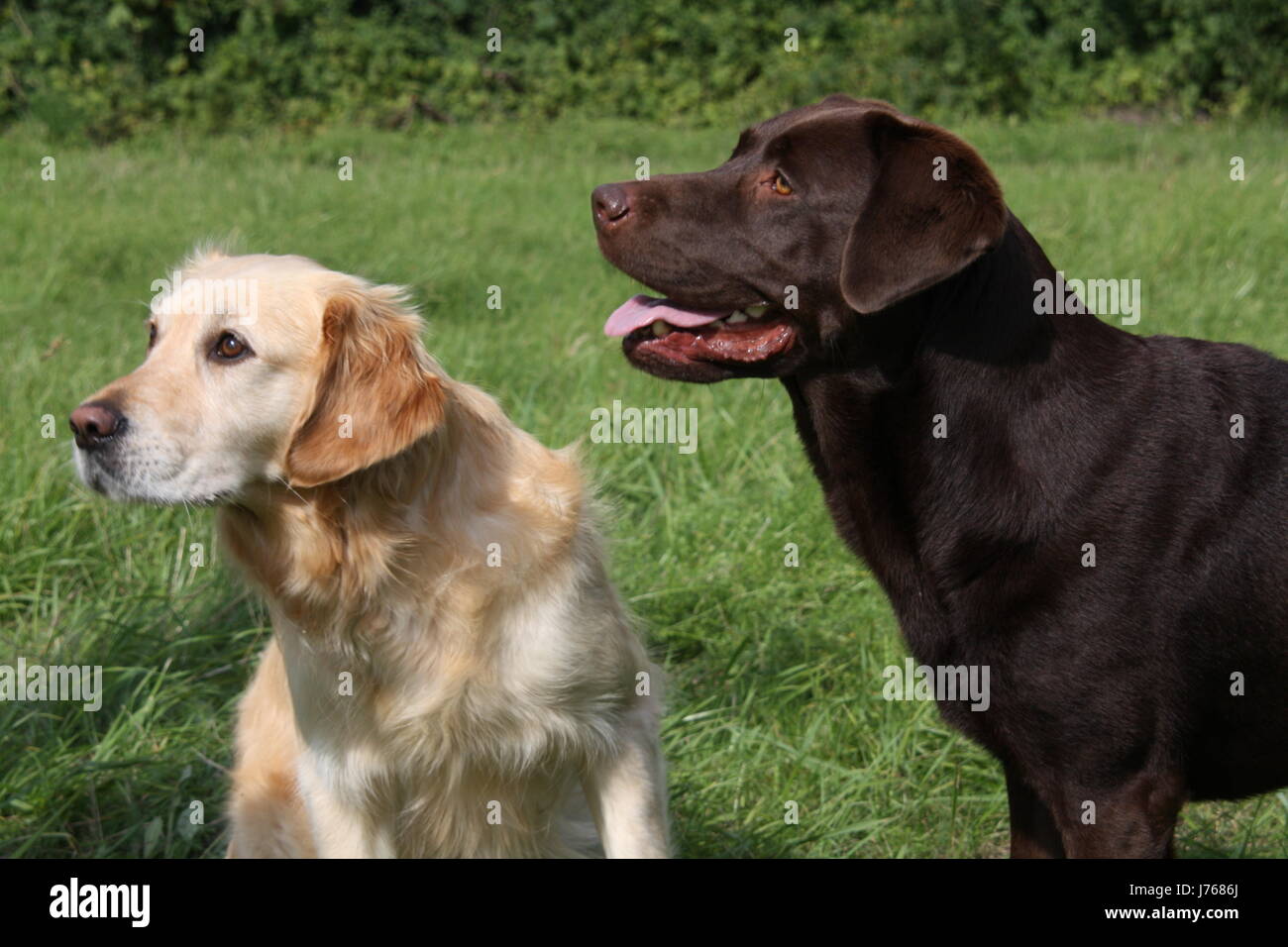 pet dog dogs golden labrador more retriever friends game tournament ...