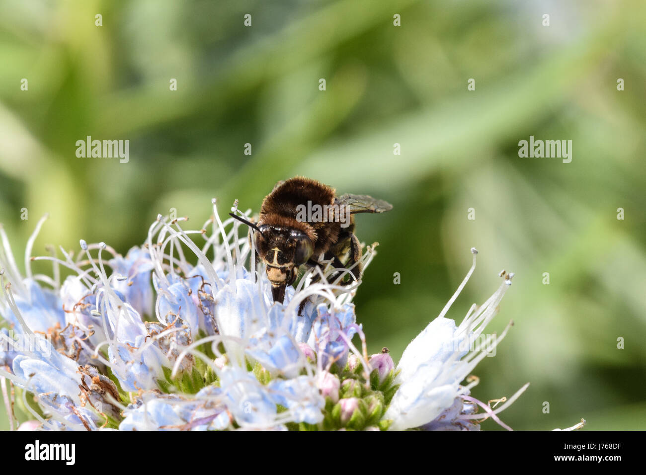 Banded bee collecting pollen from Echium flower, Porto Santo Island off ...