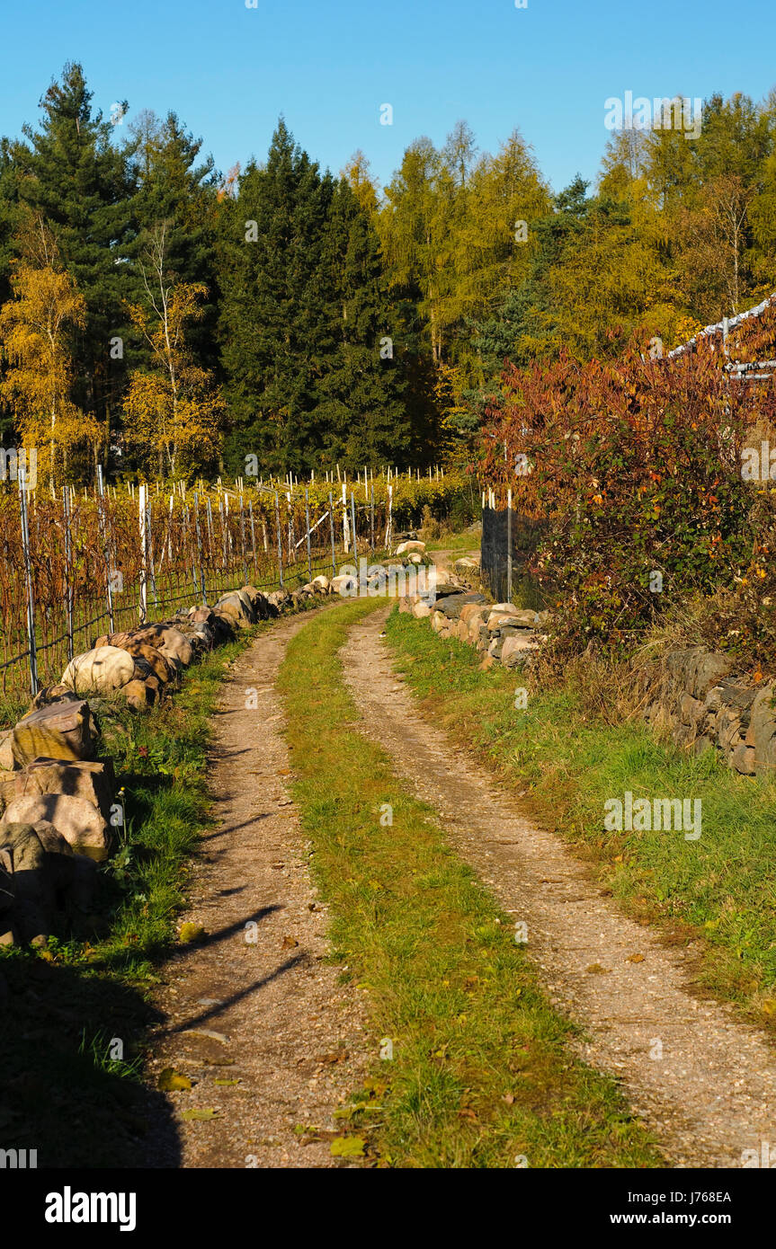 tree country road rural street scenery countryside nature peasant fall ...