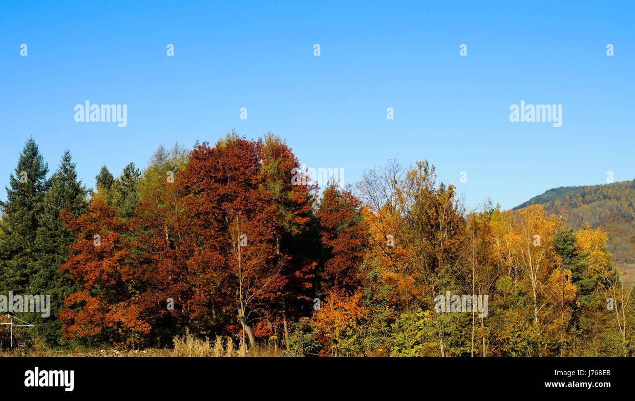 colour tree color backdrop background forest fall autumn blue leaf ...