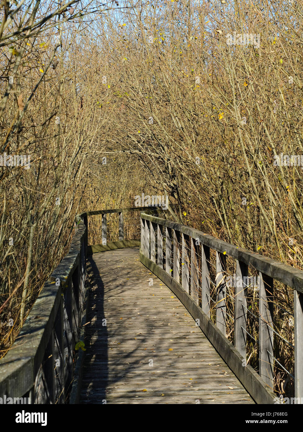 walk go going walking path way pathway forest fall autumn walk go going ...