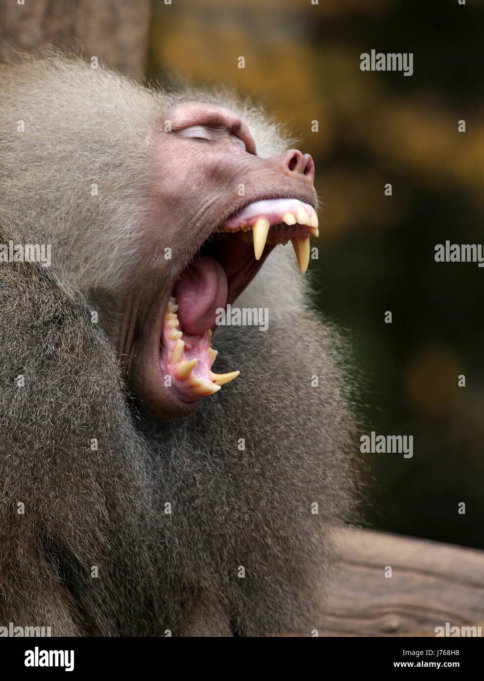Roared hi-res stock photography and images - Alamy