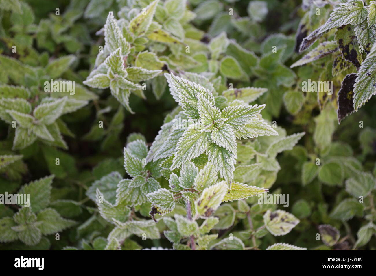 10 leaves hi-res stock photography and images - Alamy