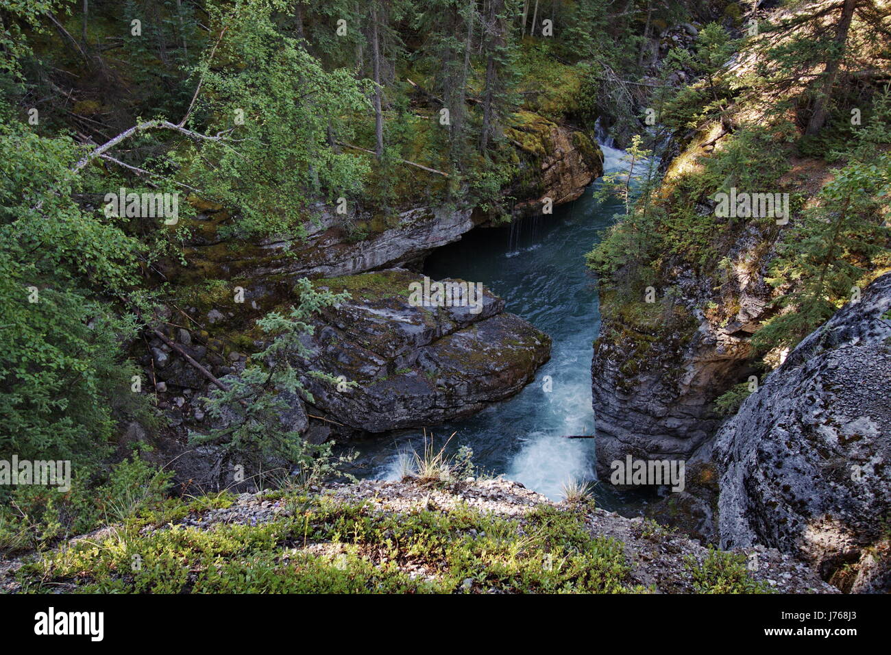 canada Canyon tree bridge wild attraction rock sightseeing conifer ...
