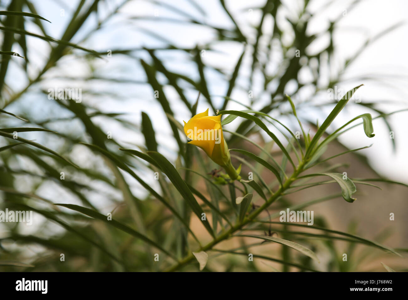 Thevetia peruviana Cascabela thevetia, Cerbera thevetia, Thevetia ...