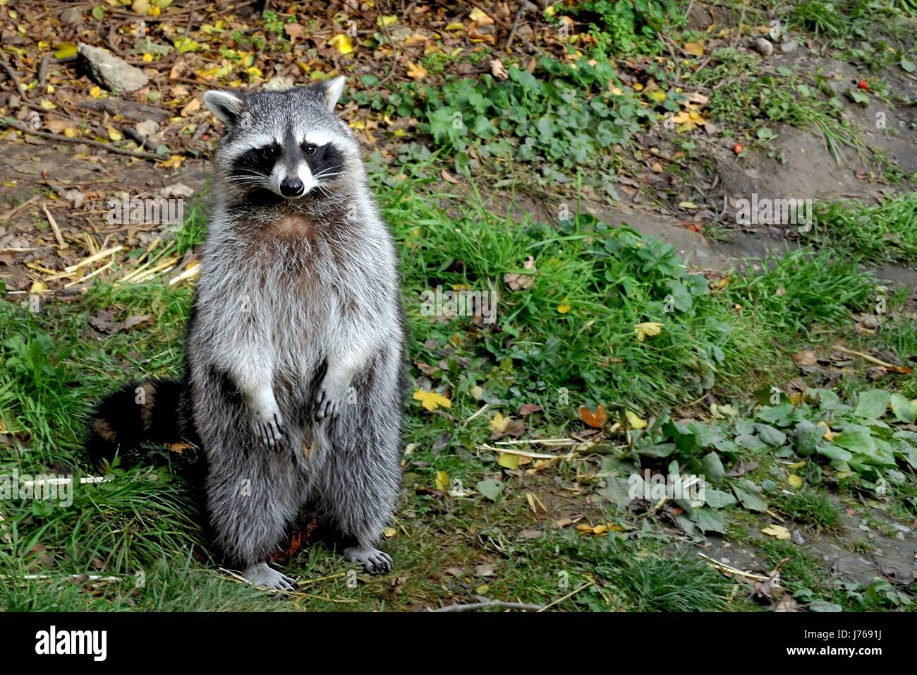 predator raccoon coon fur bearing animal raccoons washable bear ...