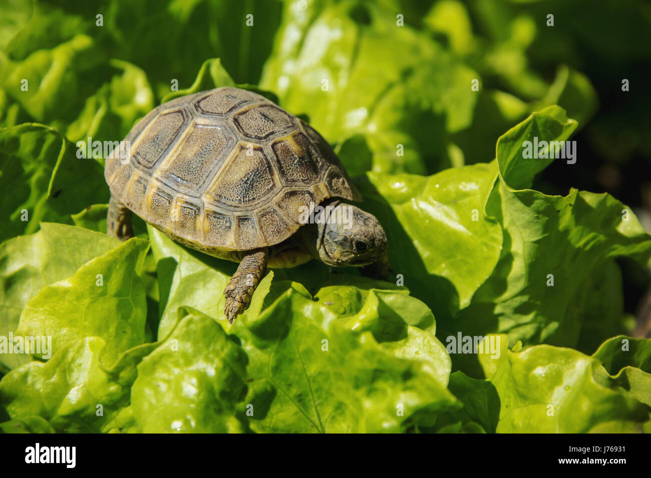 Little turtle on green leaves Stock Photo - Alamy
