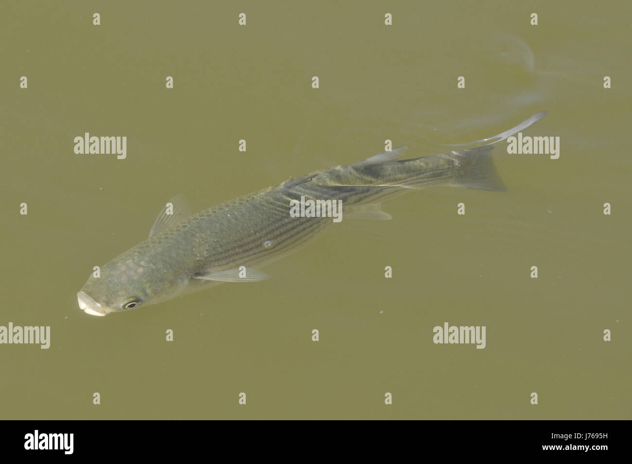 fish water mediterranean salt water sea ocean brackish water speciality ...