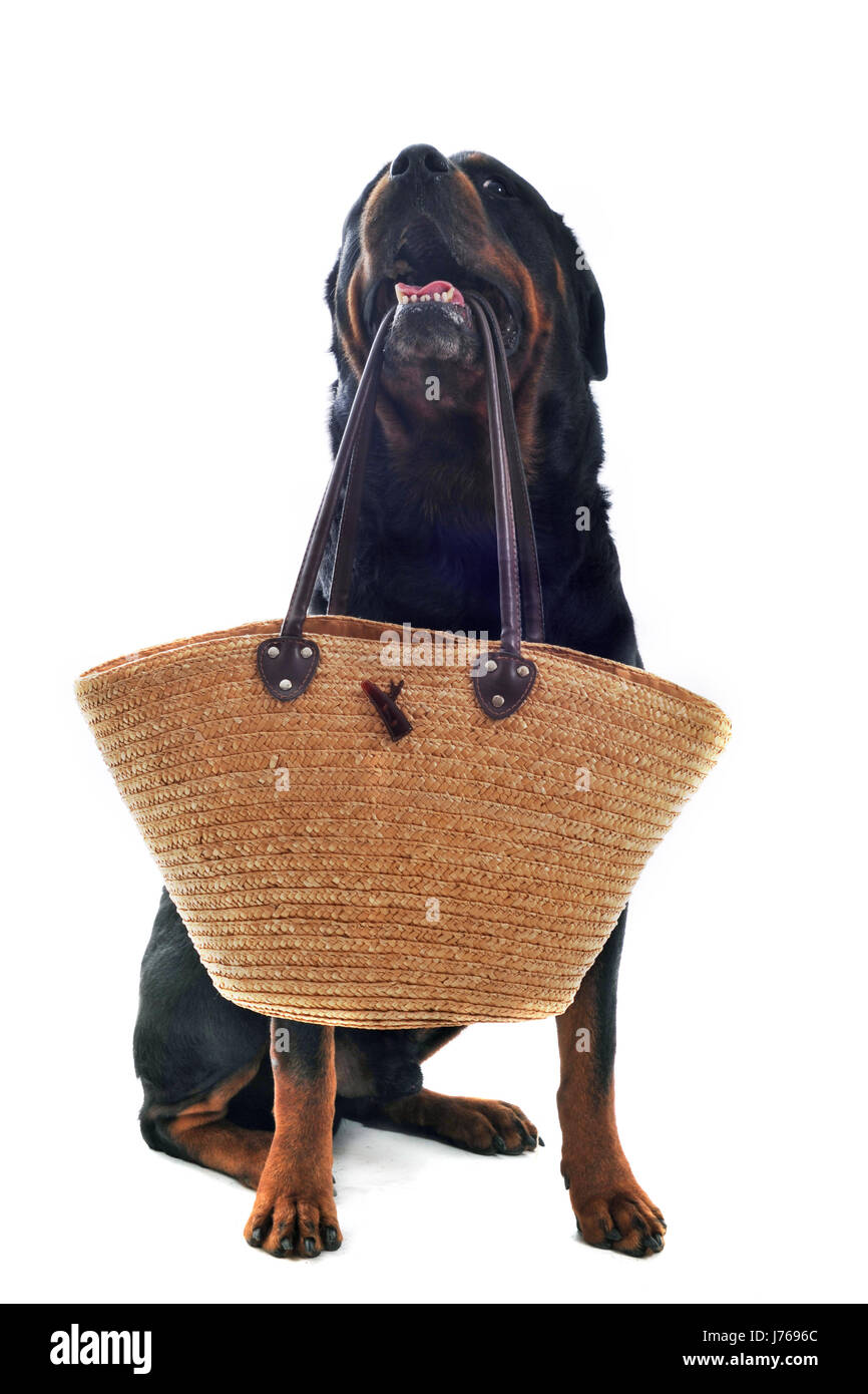 basket dog possession holding rottweiler white isolated pet black ...