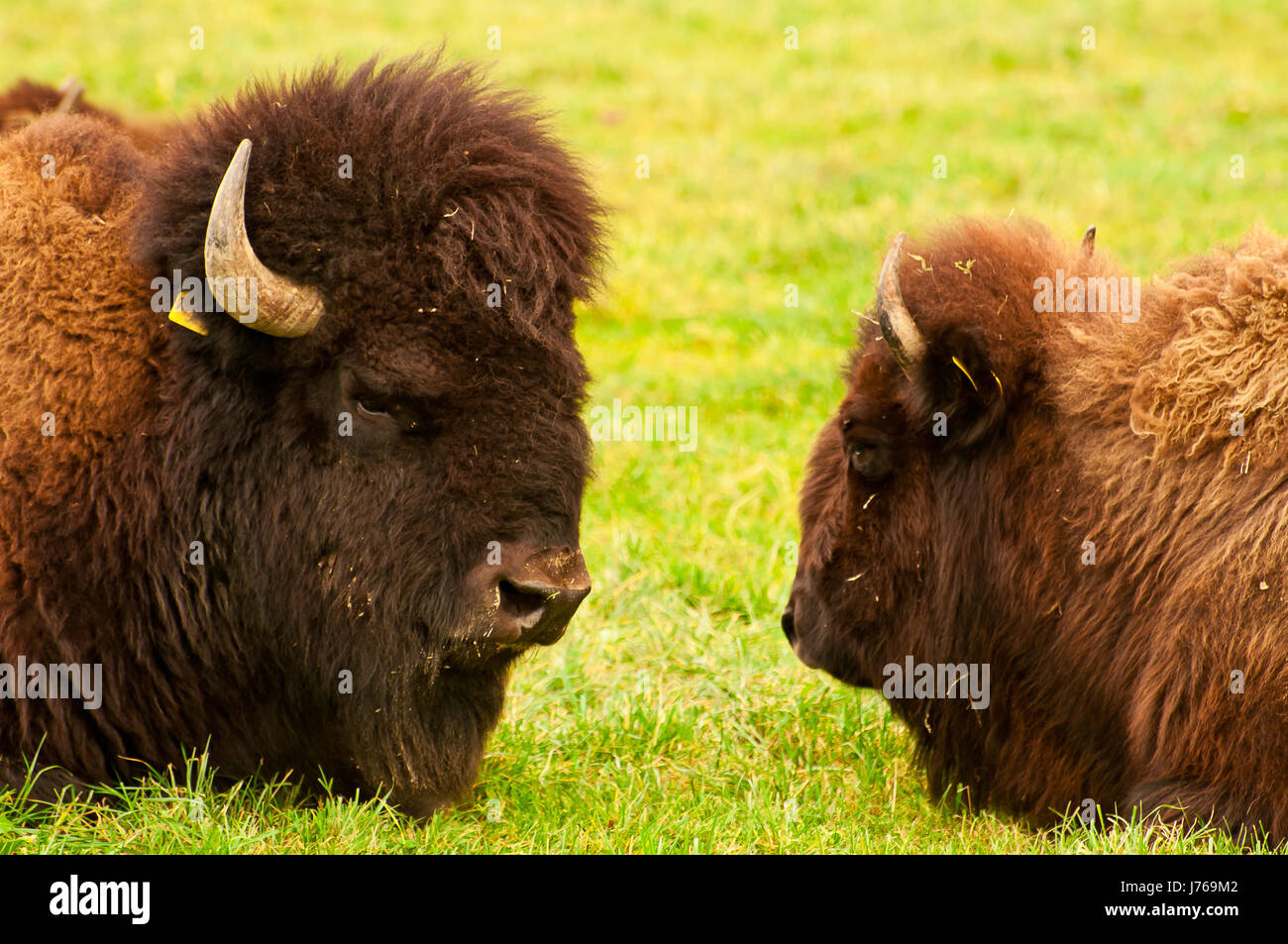 female male masculine buffalo willow bull lie lying lies cow bison ...