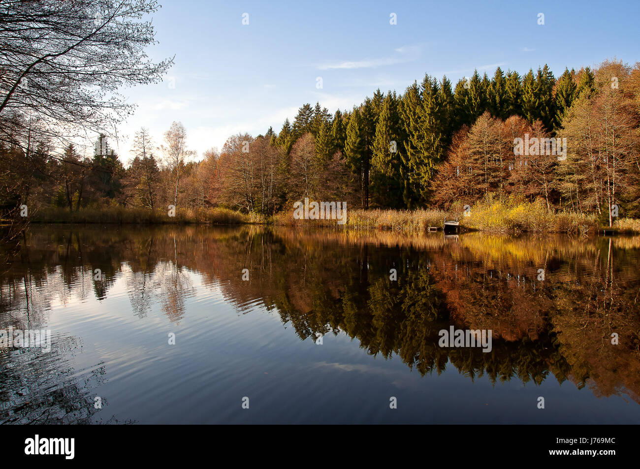 fresh water pond fish pond water deciduous forest fresh water pond fish ...
