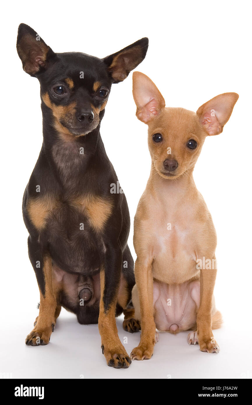 animal pet quadruped eyes ears skin small tiny little short dog ...