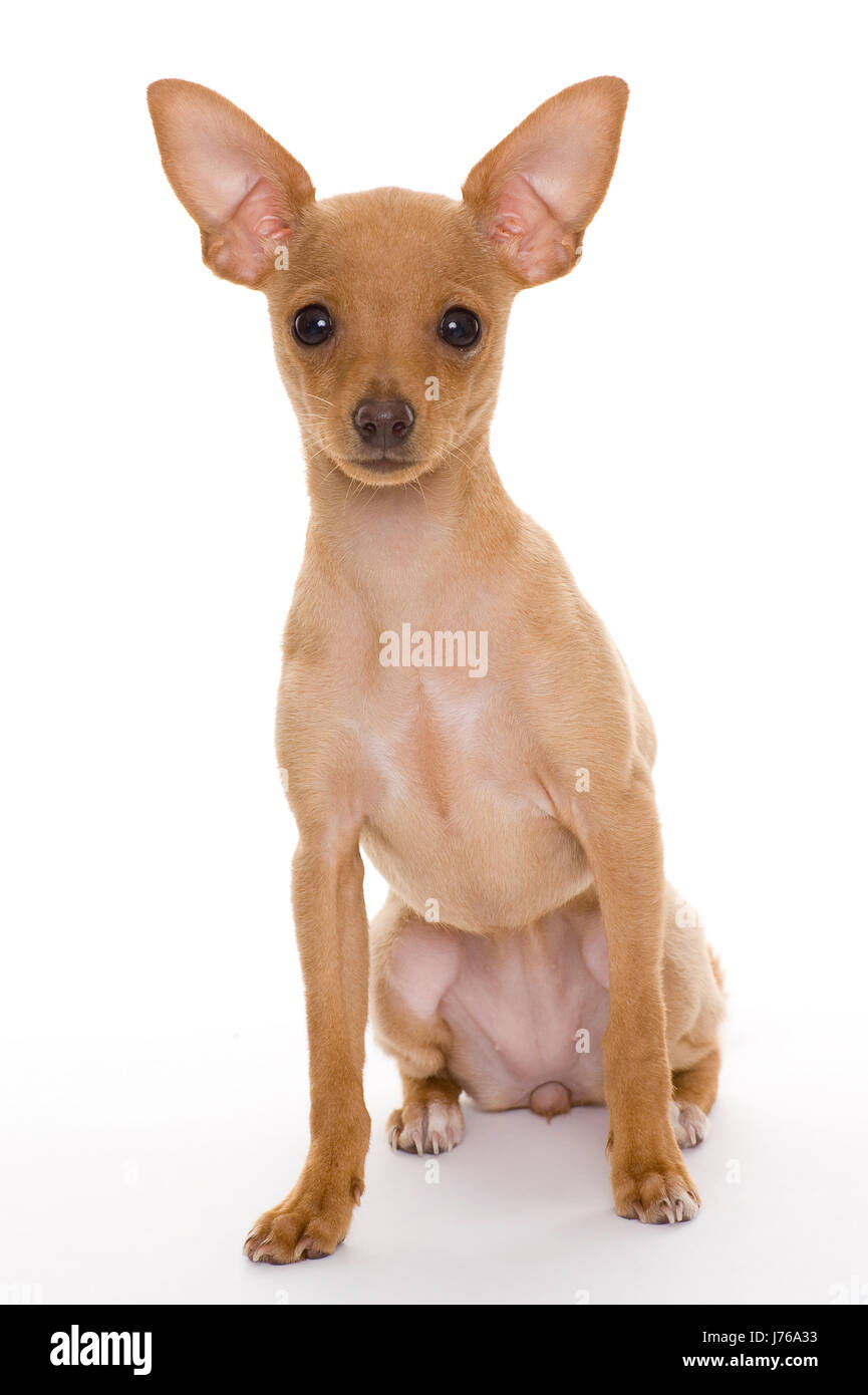 animal pet quadruped eyes ears skin small tiny little short dog ...