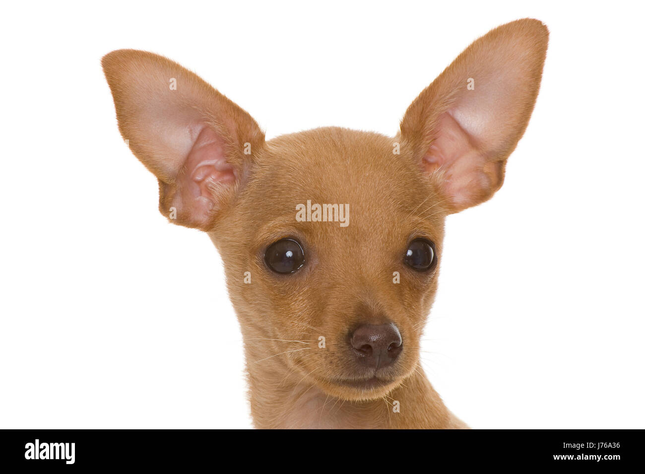animal pet quadruped eyes ears skin small tiny little short dog ...
