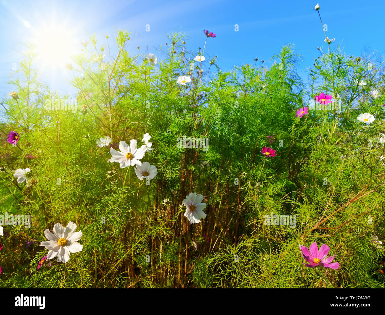 flower plant summer summerly shine shines bright lucent light serene luminous Stock Photo - Alamy