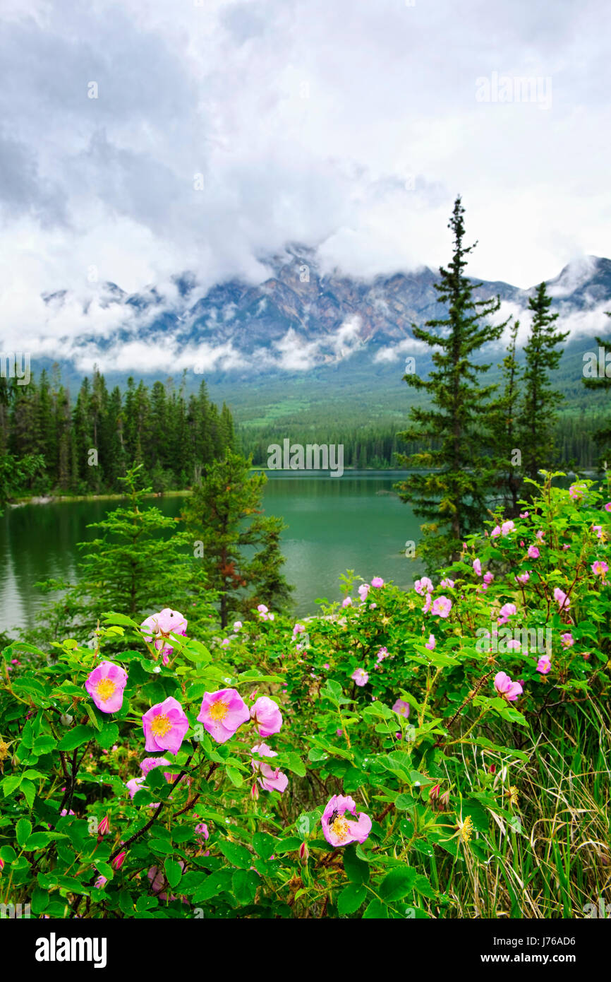 park flower rose plant wild flowers pyramid fresh water lake inland ...