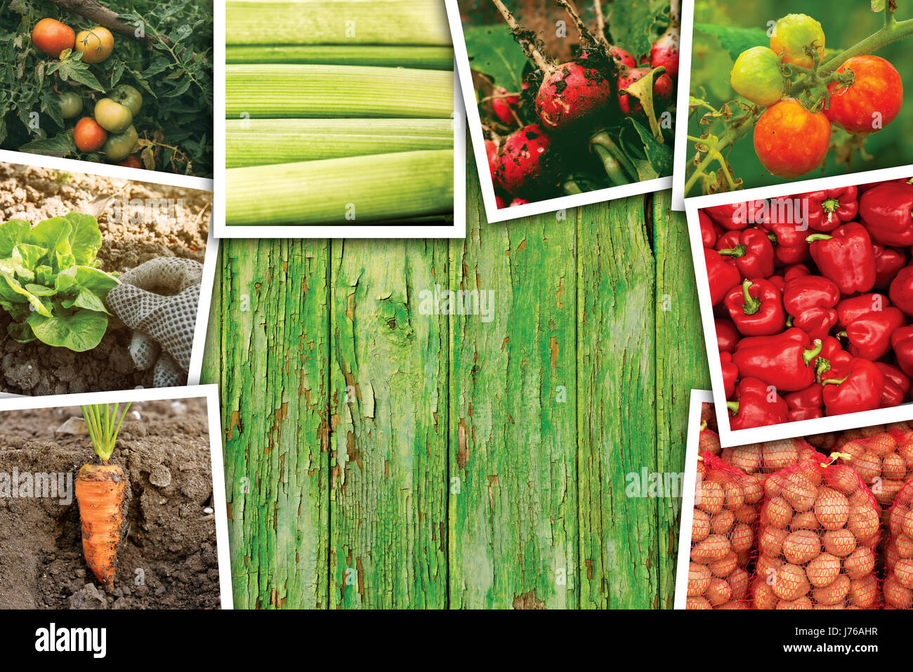 Vegetable gardening and growth, photo collage on wooden background as ...