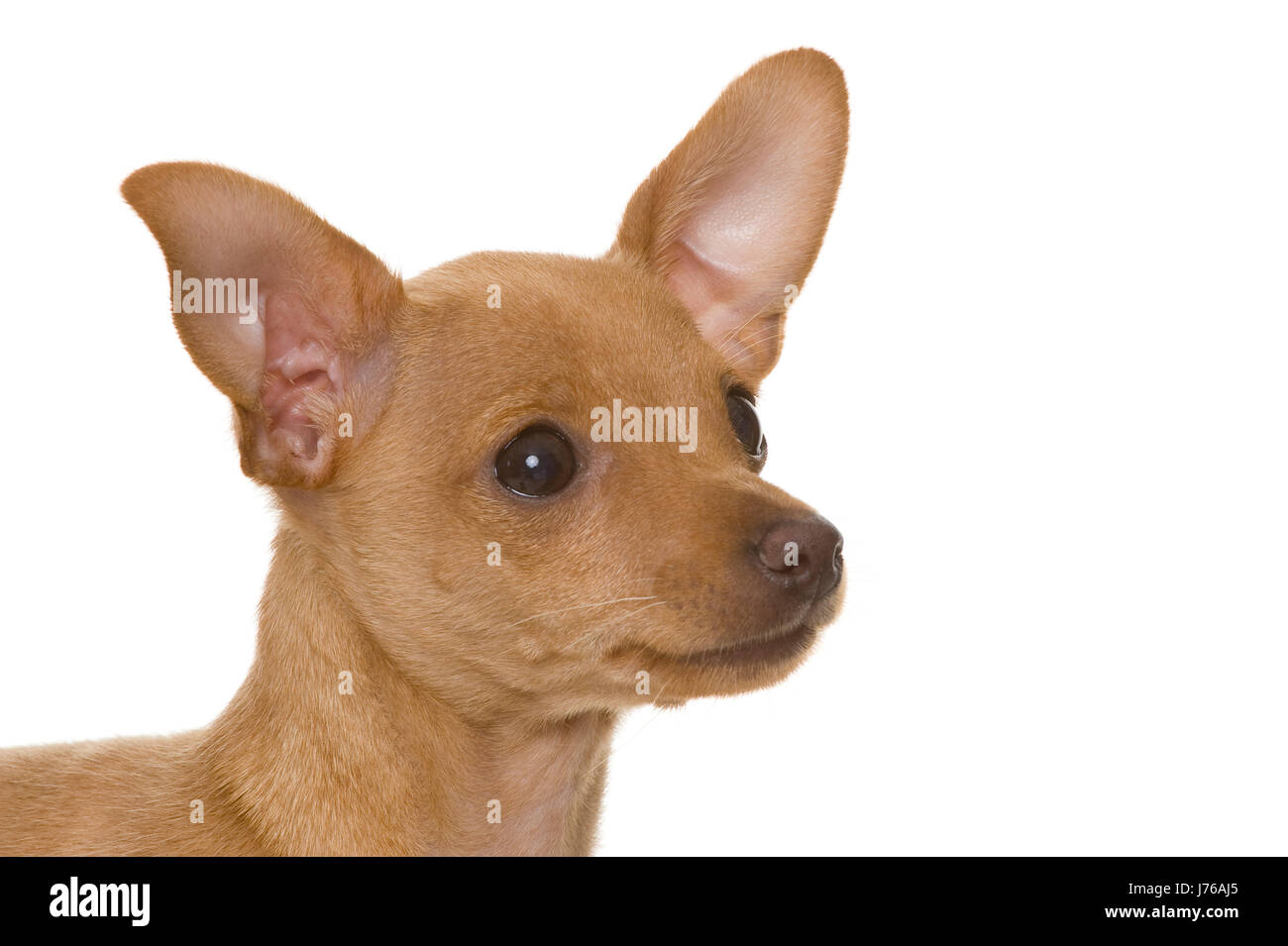 animal pet quadruped eyes ears skin small tiny little short dog ...