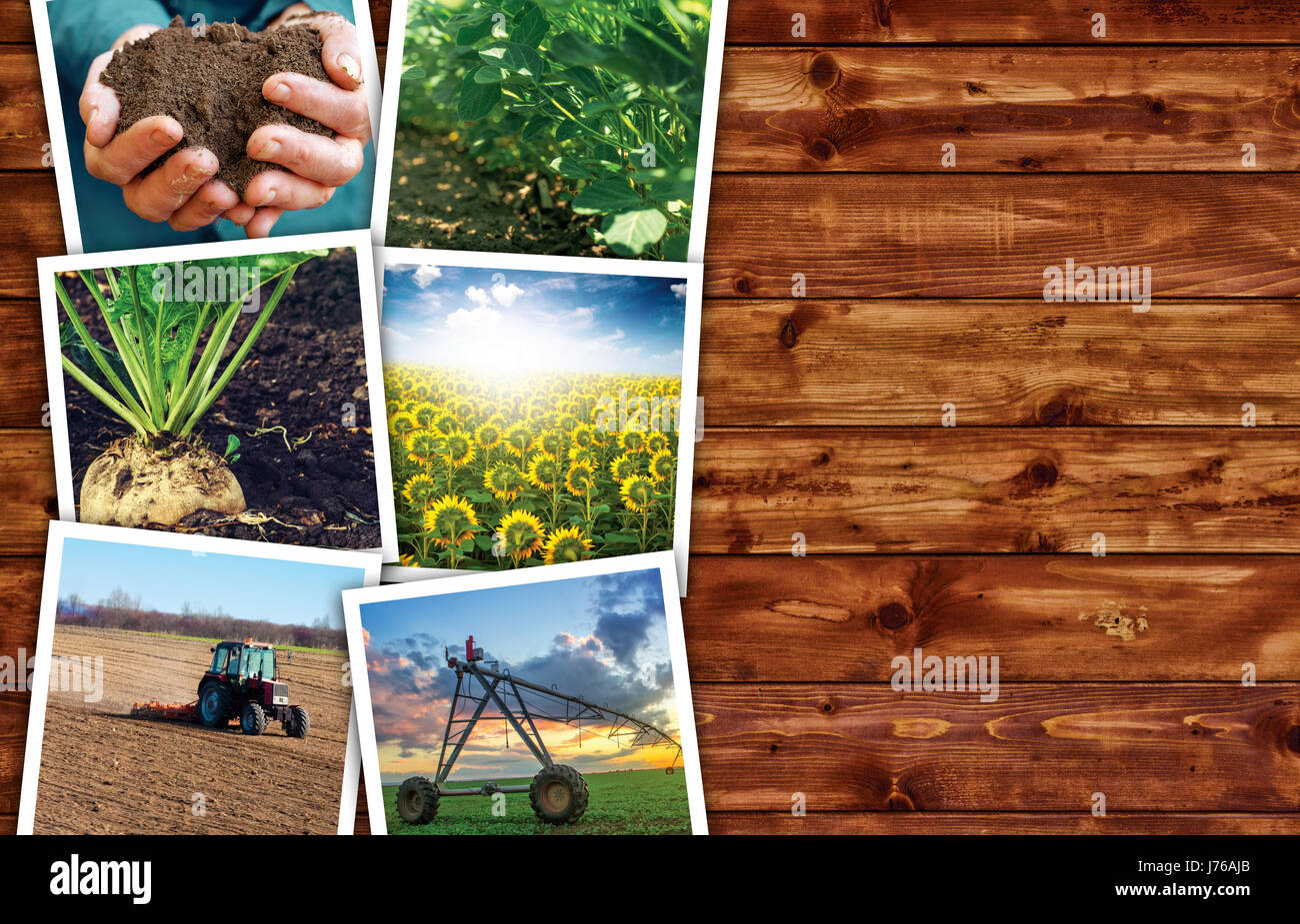 Agriculture and farming photo collage on wooden background as copy ...