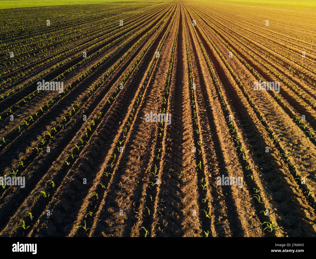 Cultivated corn field, young maize crop plants growing on farmland ...