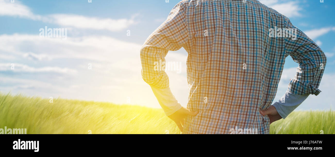 Farmer looking at the sun on the horizon over cultivated wheat crops ...