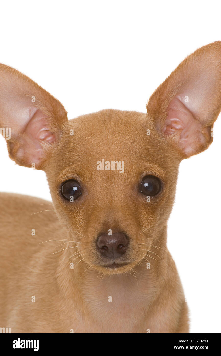 animal pet quadruped eyes ears skin small tiny little short dog ...