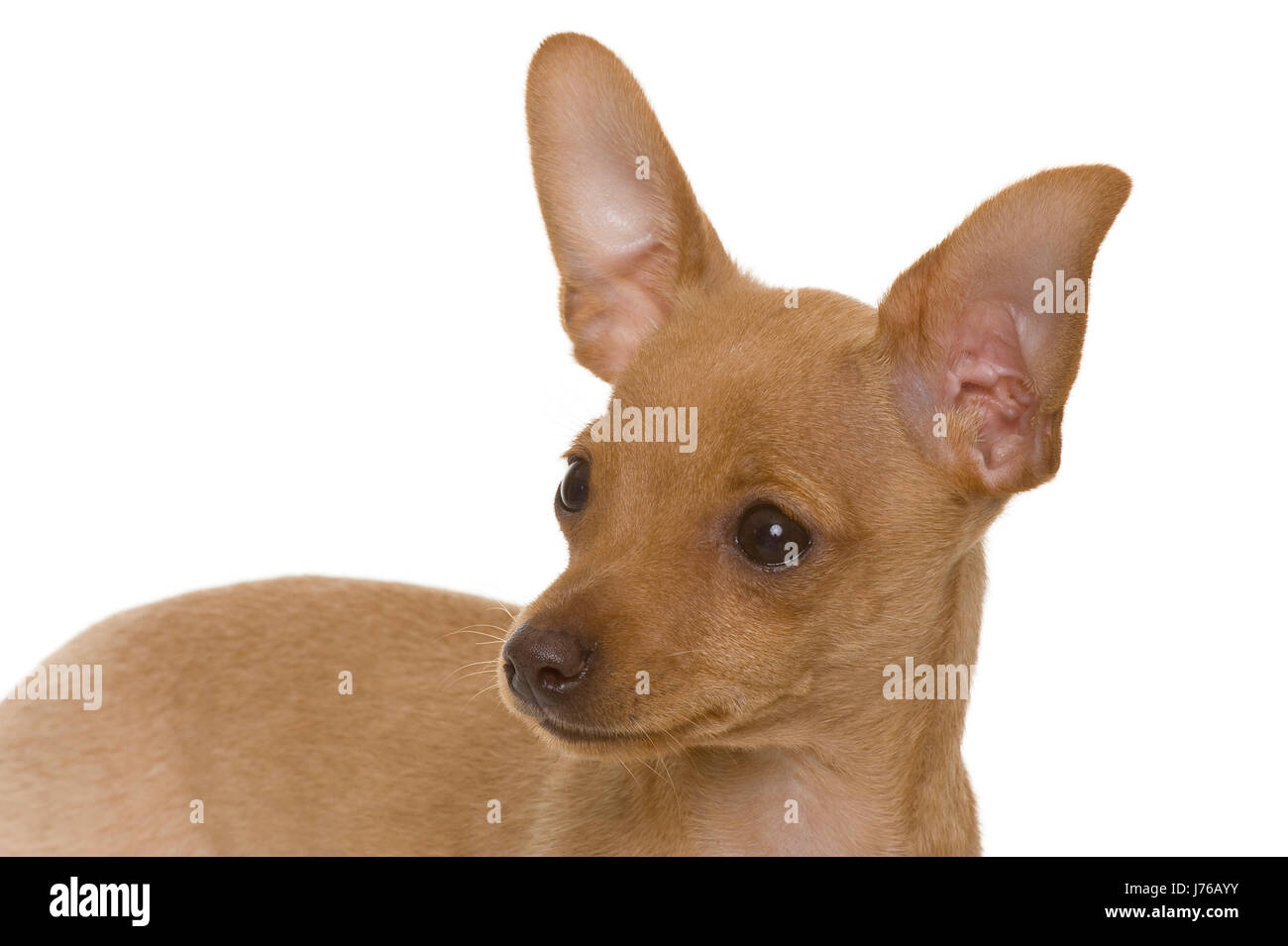 animal pet quadruped eyes ears skin small tiny little short dog ...