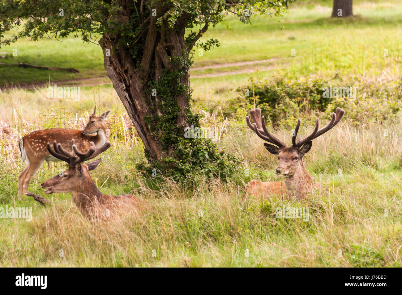 Dear in Richmond Park, London Stock Photo - Alamy