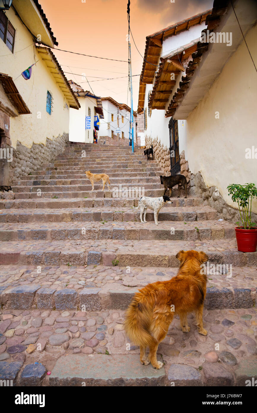 city town dogs pedestrian peru old street road steps stairs humans ...