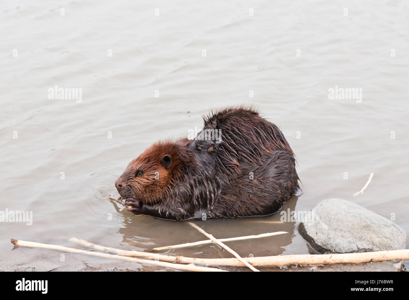 sticks beaver fresh water pond water eating eat eats chewing chew ...