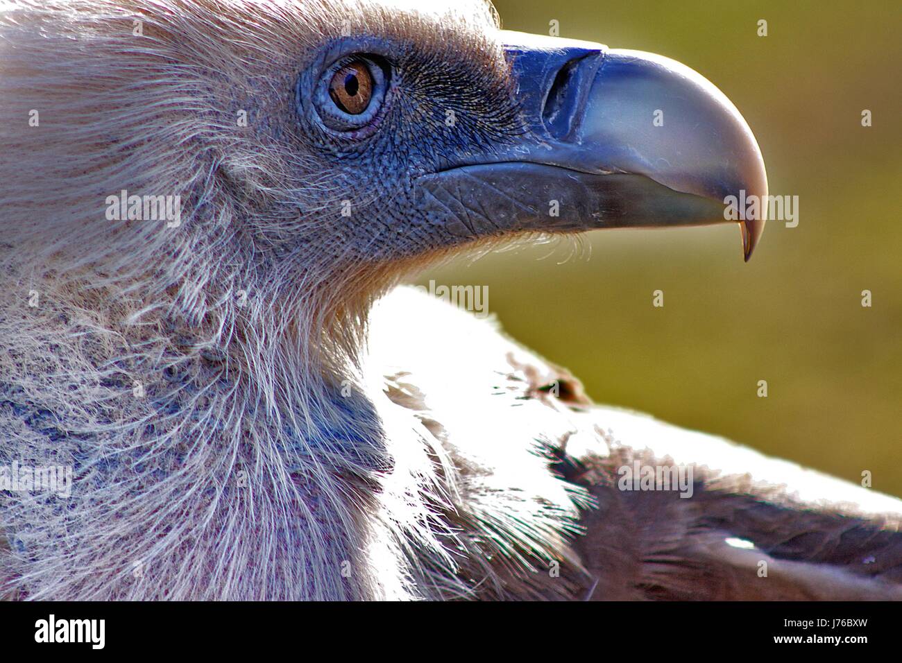 bird birds vulture danger death bird portrait birds birds of prey ...