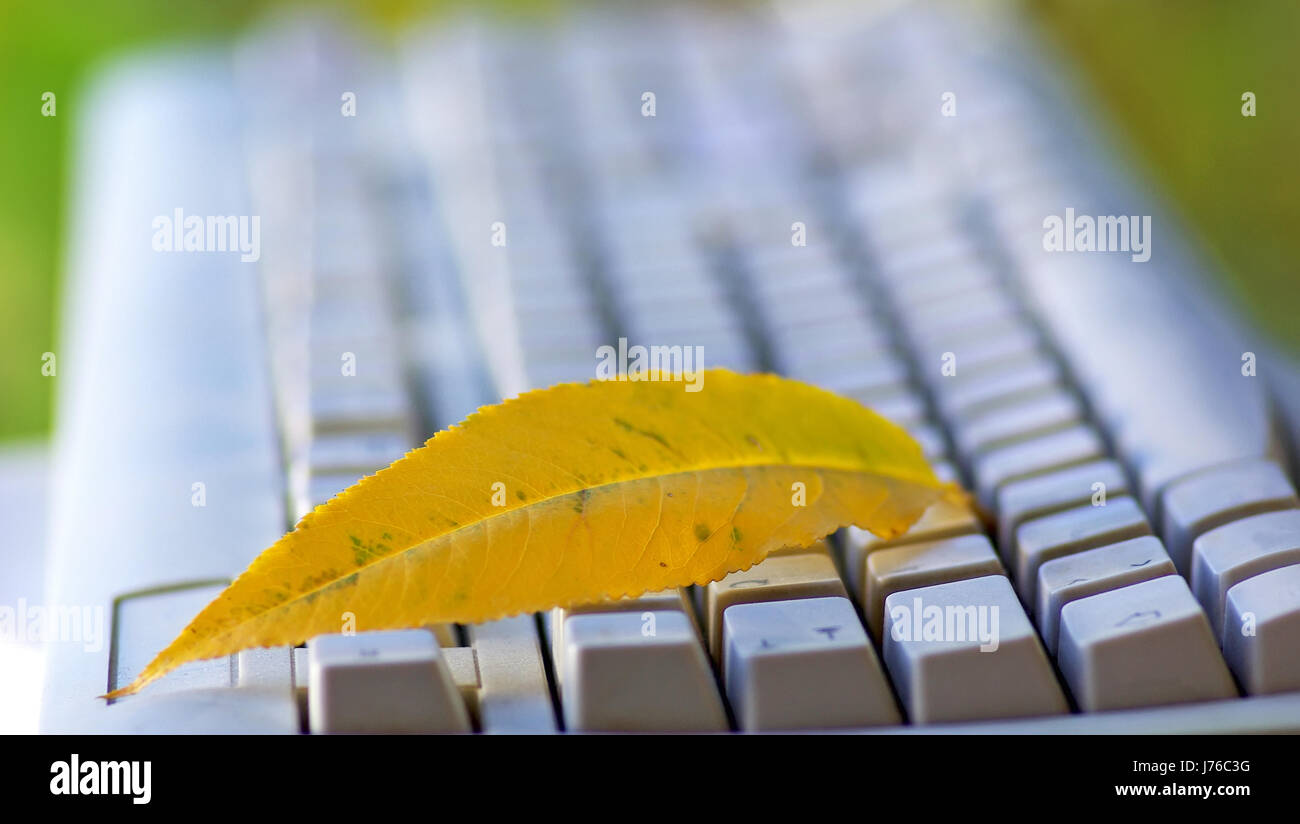 keyboard leaf communication conceptual backdrop background close study ...