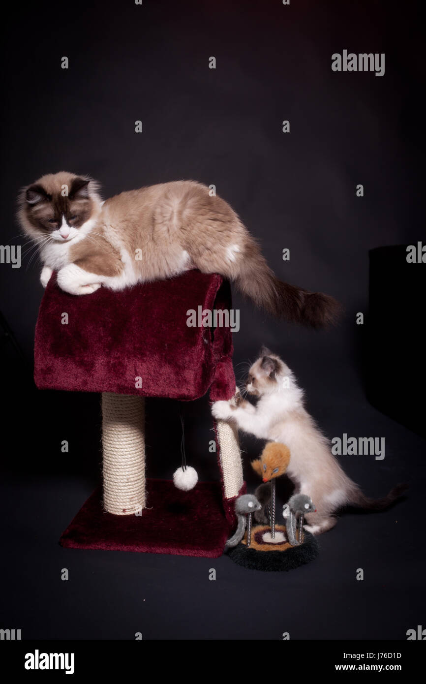 breed love in love fell in love persian pussycat cat domestic cat ...