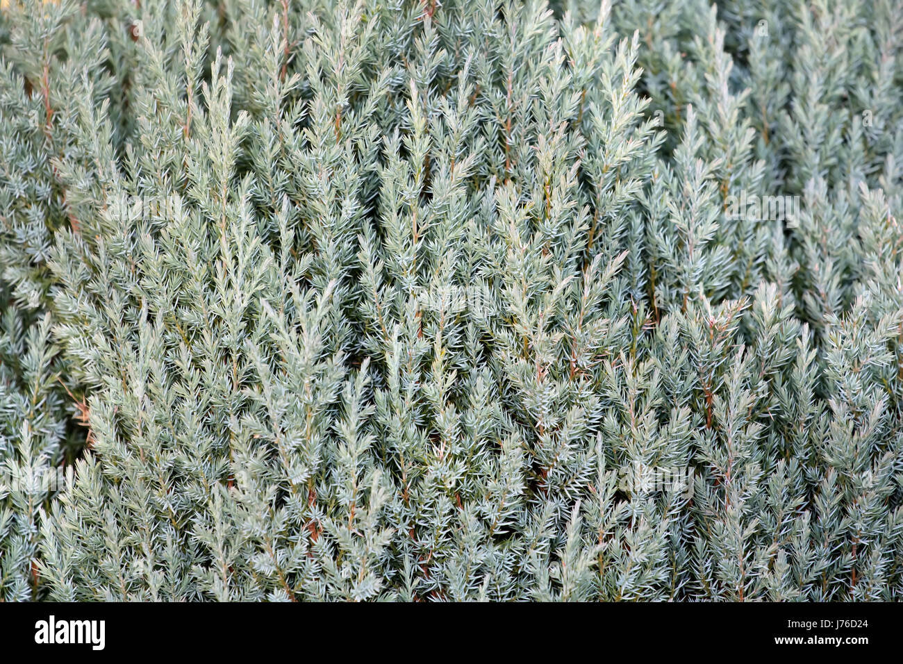 conifer needles backdrop background texture environment enviroment ...