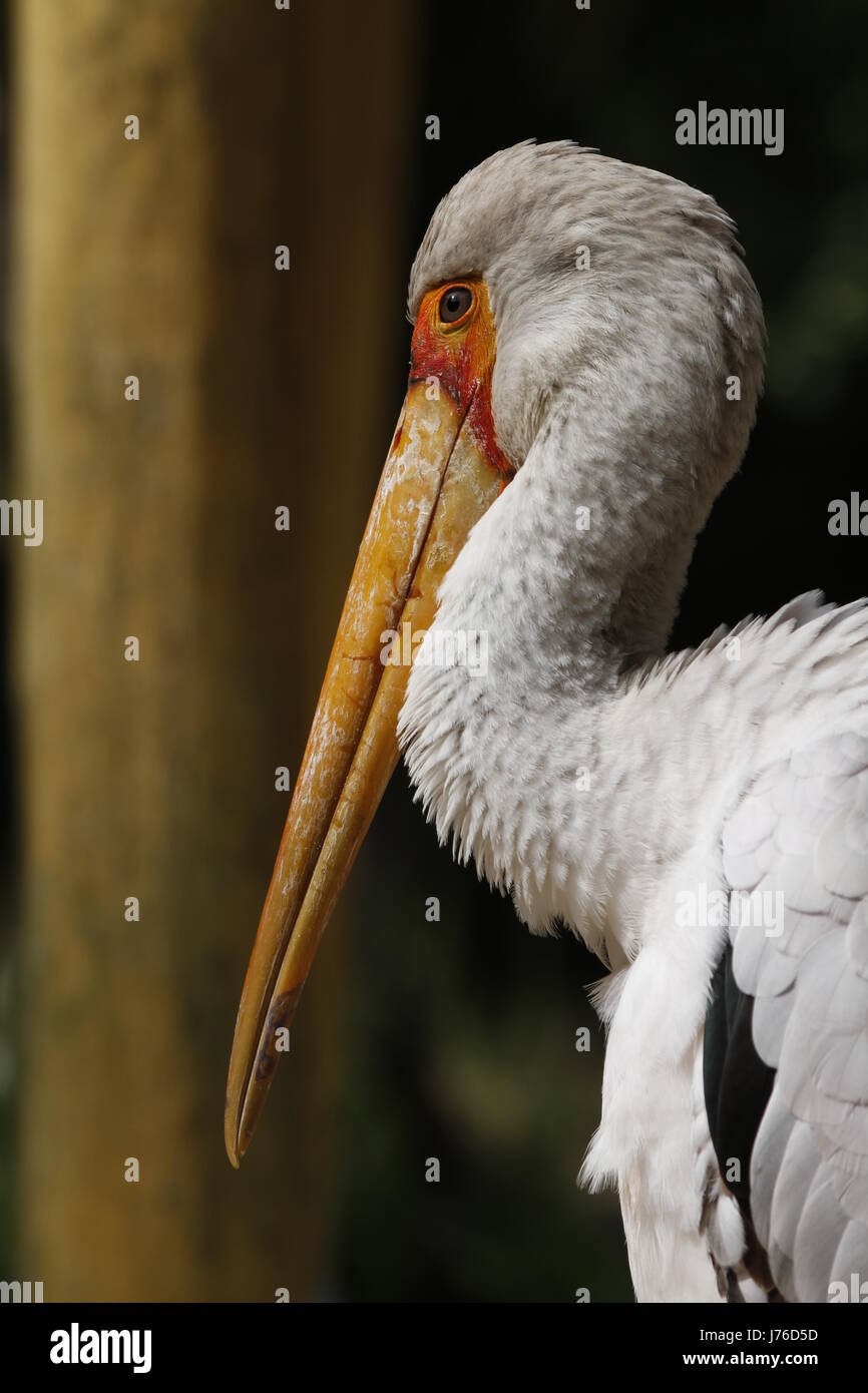 bird birds stork ibis bird birds stork storks young animal ibis grey ...