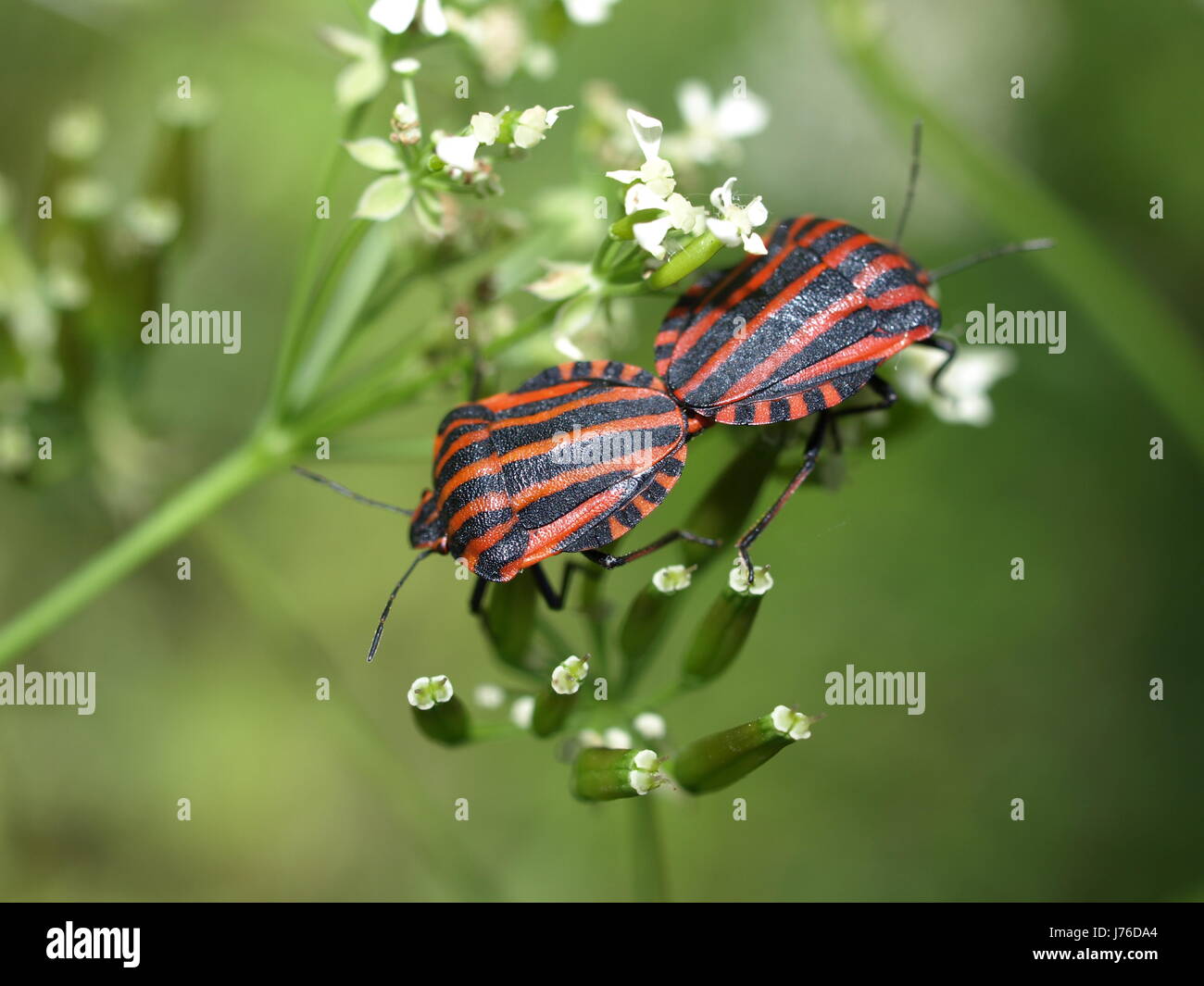 Strip bug (graphosoma lineatum) hi-res stock photography and images - Alamy