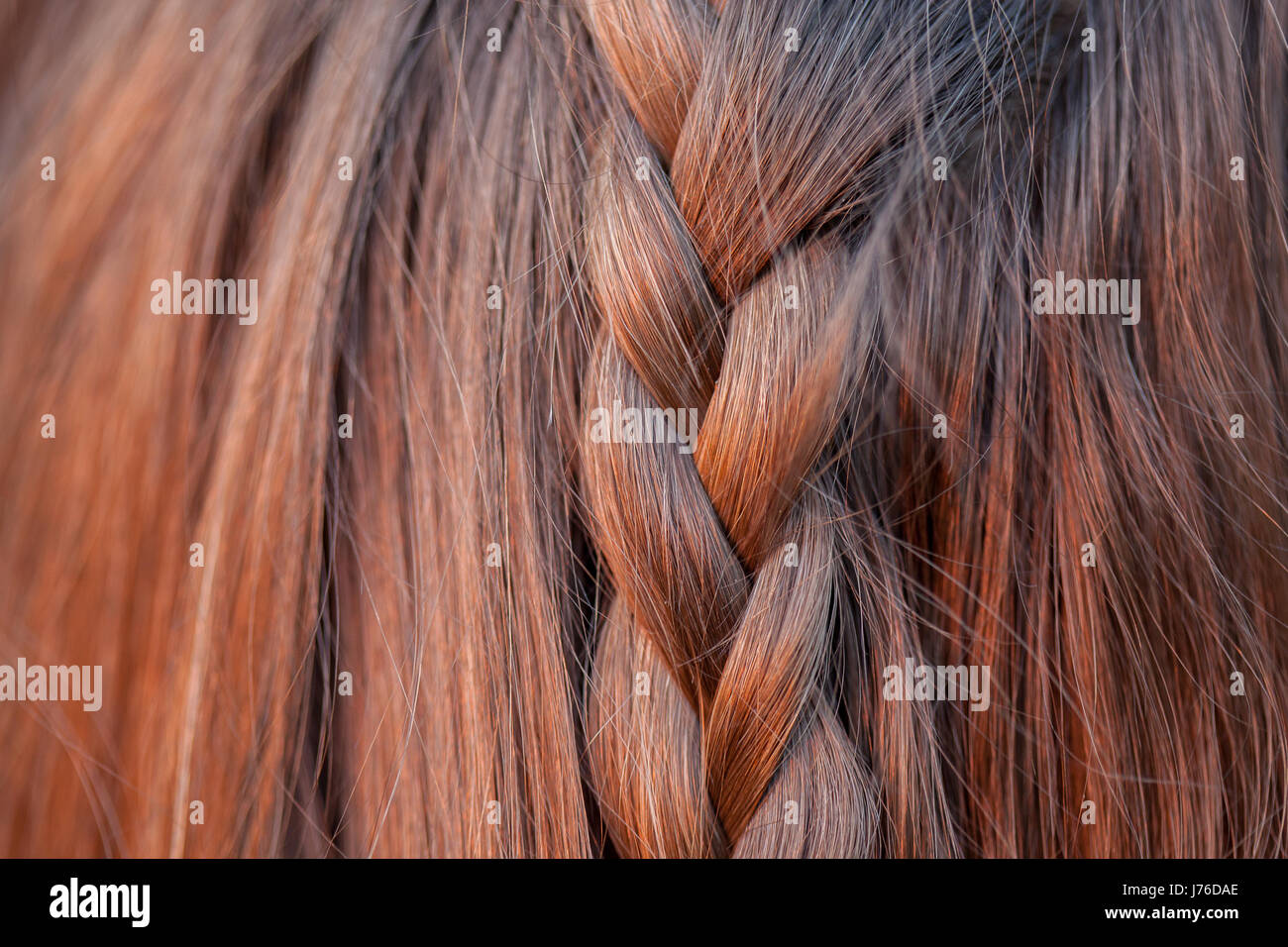 Hairstyle concept. Back view Girl with beautiful coiffure. Texture of ...