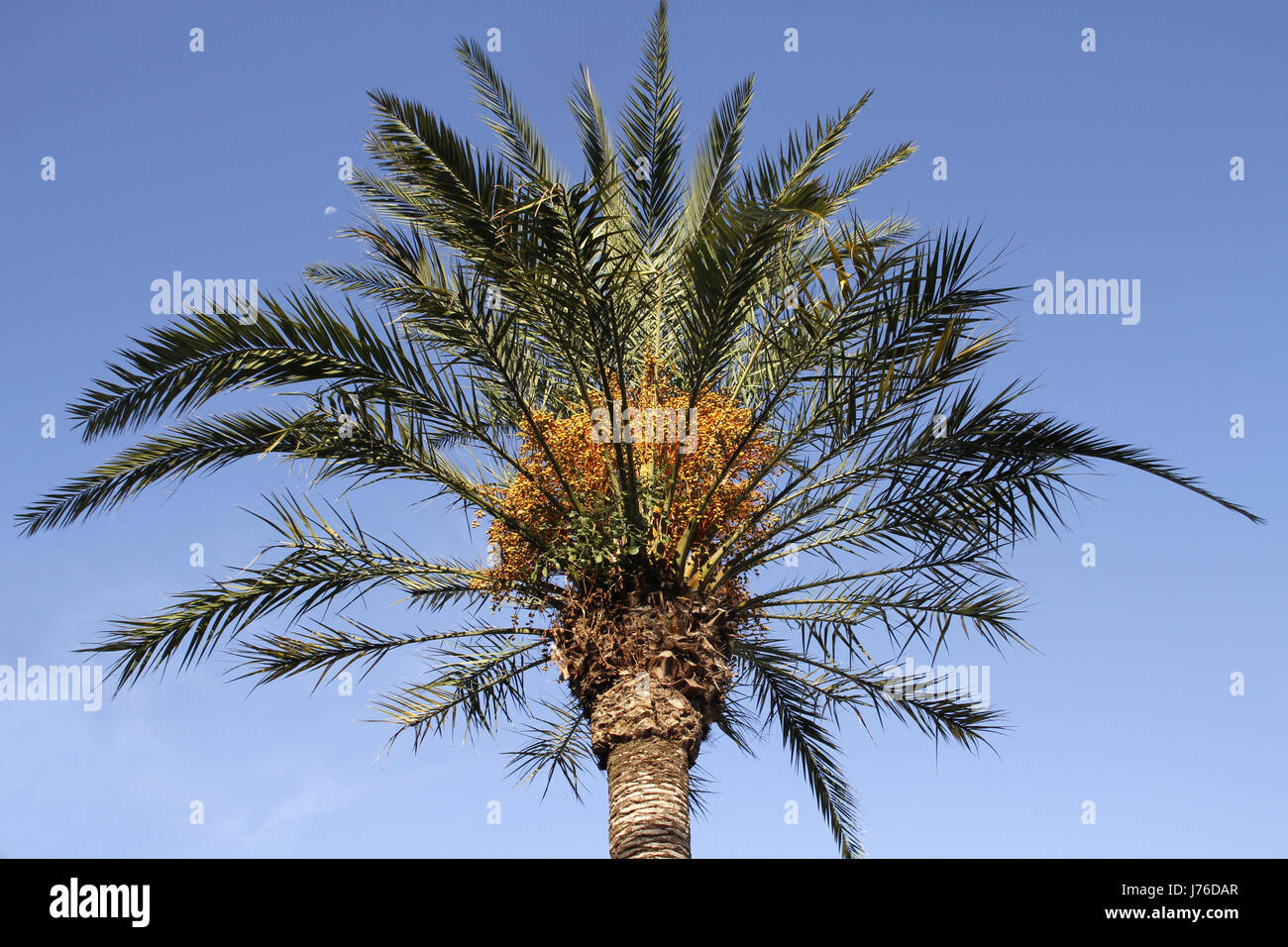 detail tree spain progenies fruits palm tree dates date palm blue shine ...