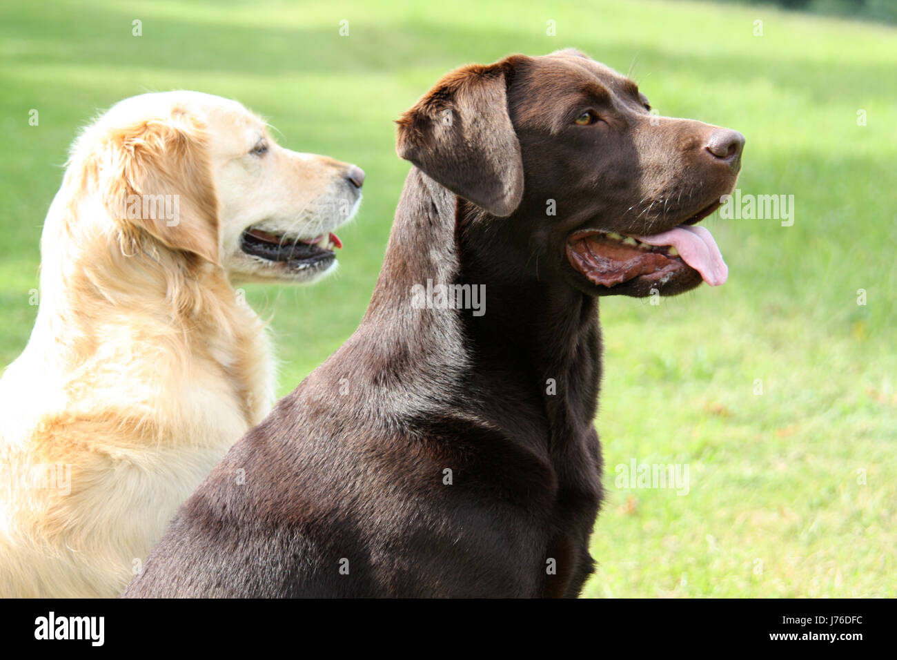 labrador and golden retriever Stock Photo - Alamy