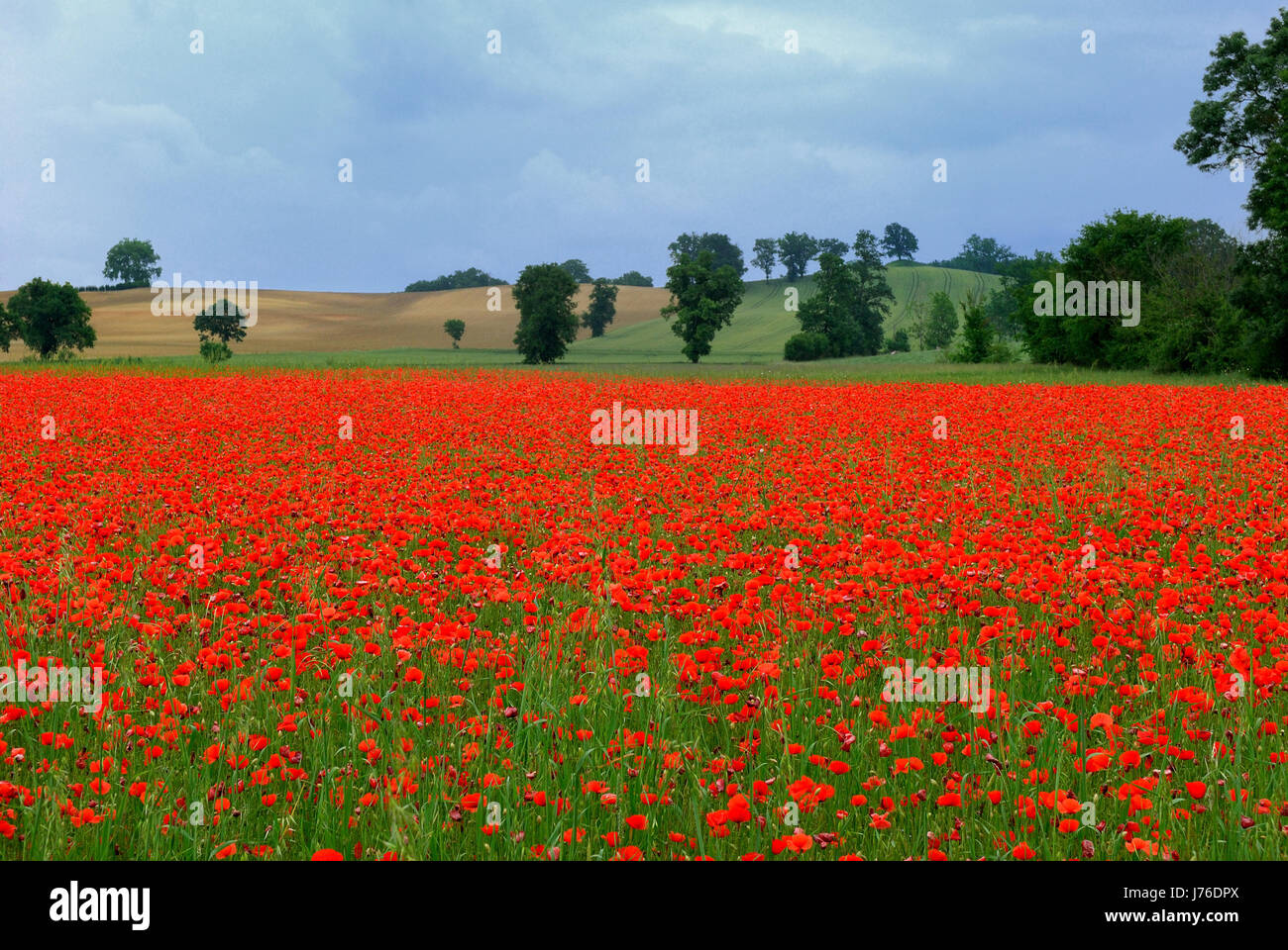 flower plant field poppy poppies colour tree garden flower plant bloom ...
